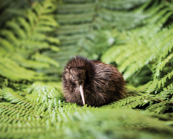 Get Inspired, Lake Tekapo Star Gazing | Ngāi Tahu Tourism