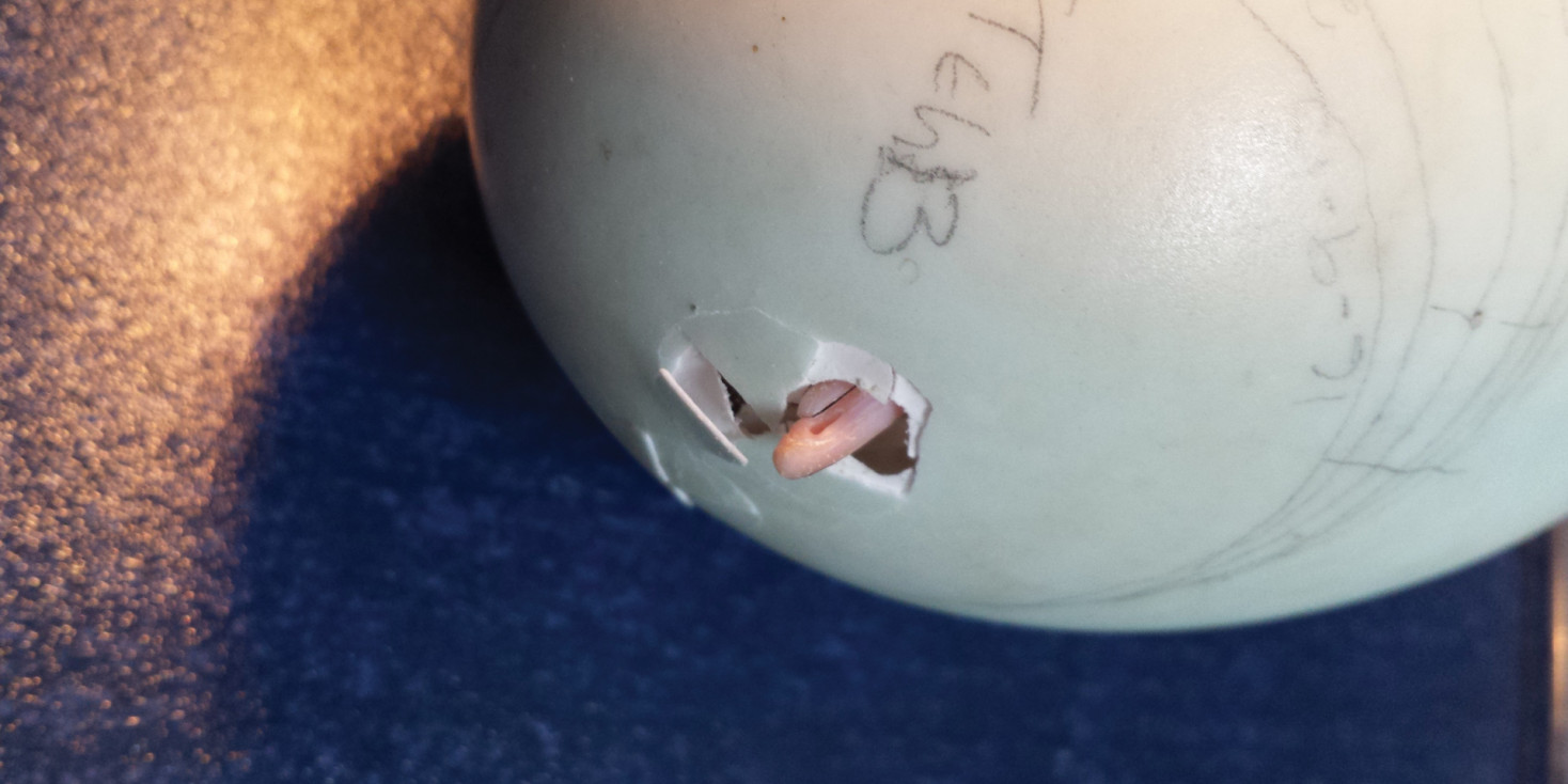 National Kiwi Hatchery Aotearoa | Ngāi Tahu Tourism